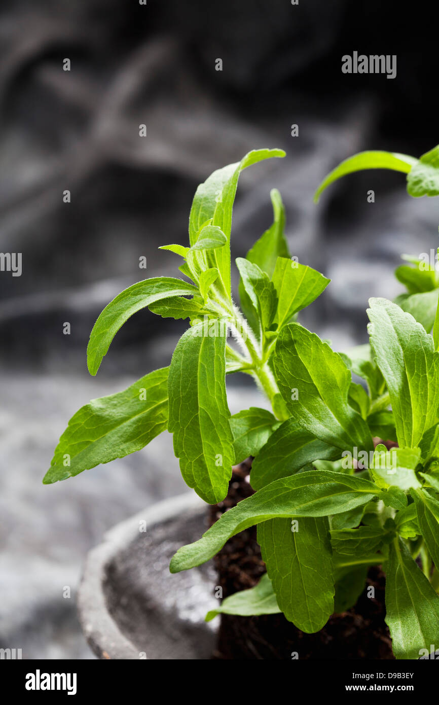 Sweetener in pot plant, close up Stock Photo - Alamy
