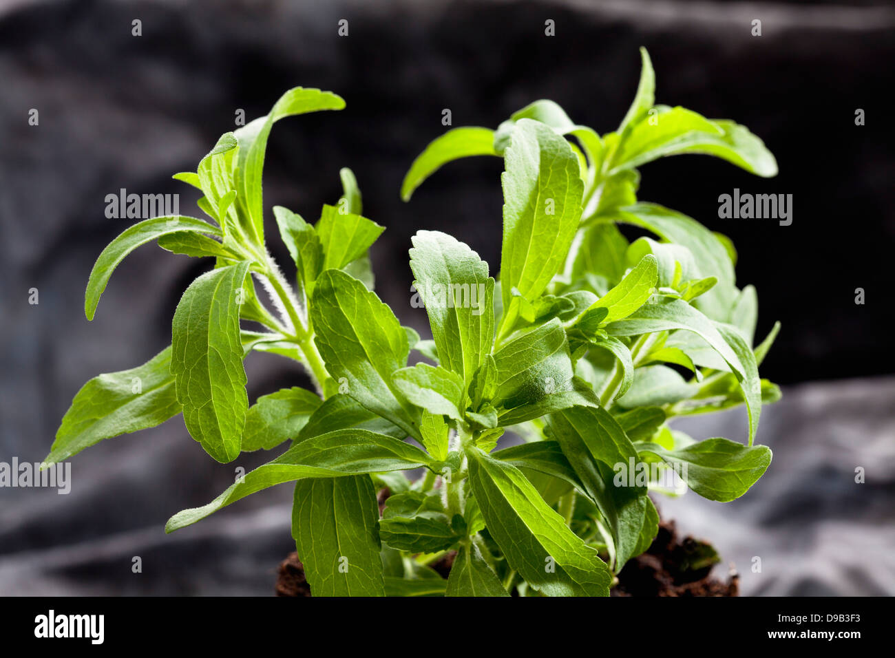Sweetener leaf on grey background, close up Stock Photo - Alamy