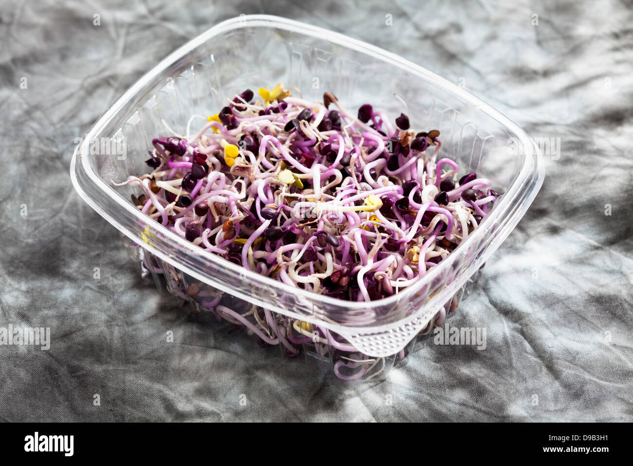 Radish sprouts in container hi-res stock photography and images - Alamy