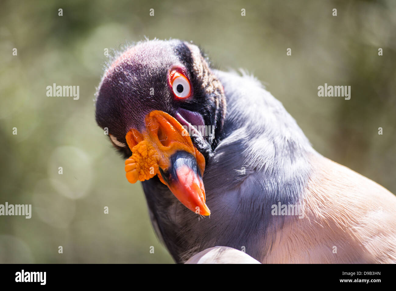 One of Africa's more odd creatures, the King Vulture has a colorful ...