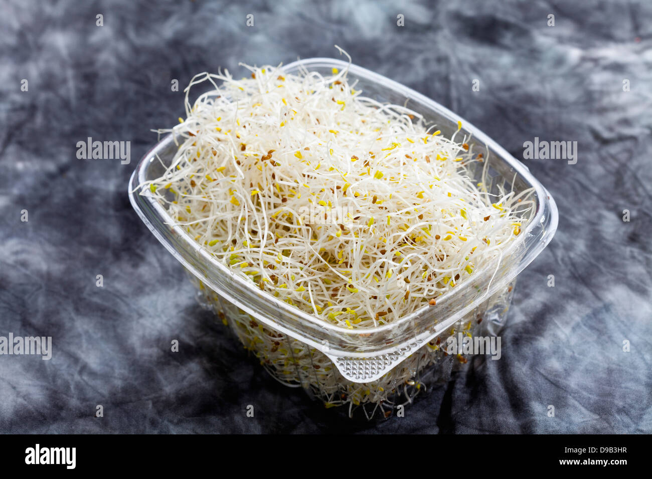 Alfalfa sprouts in container, close up Stock Photo - Alamy
