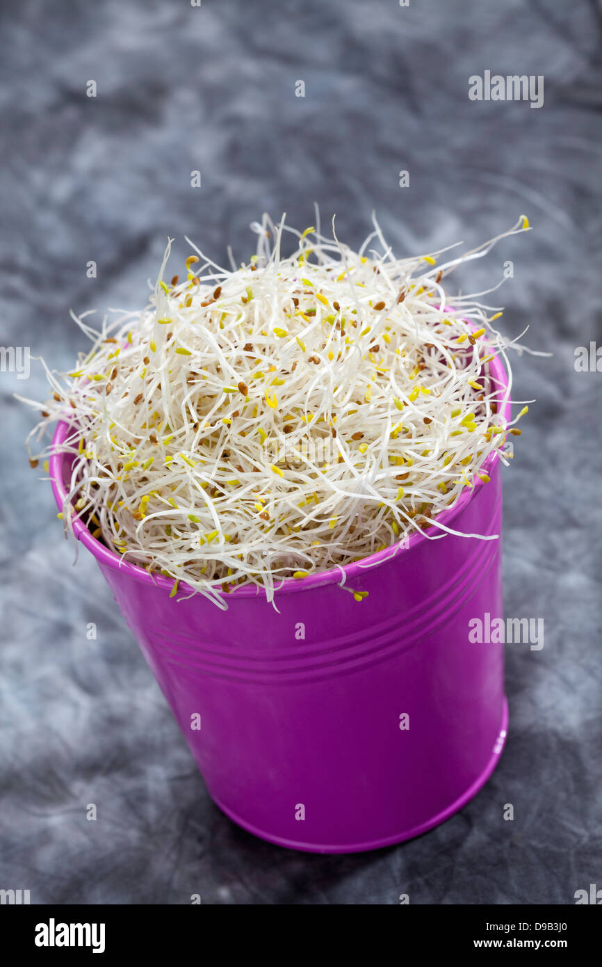 Pink alfalfa hi-res stock photography and images - Alamy