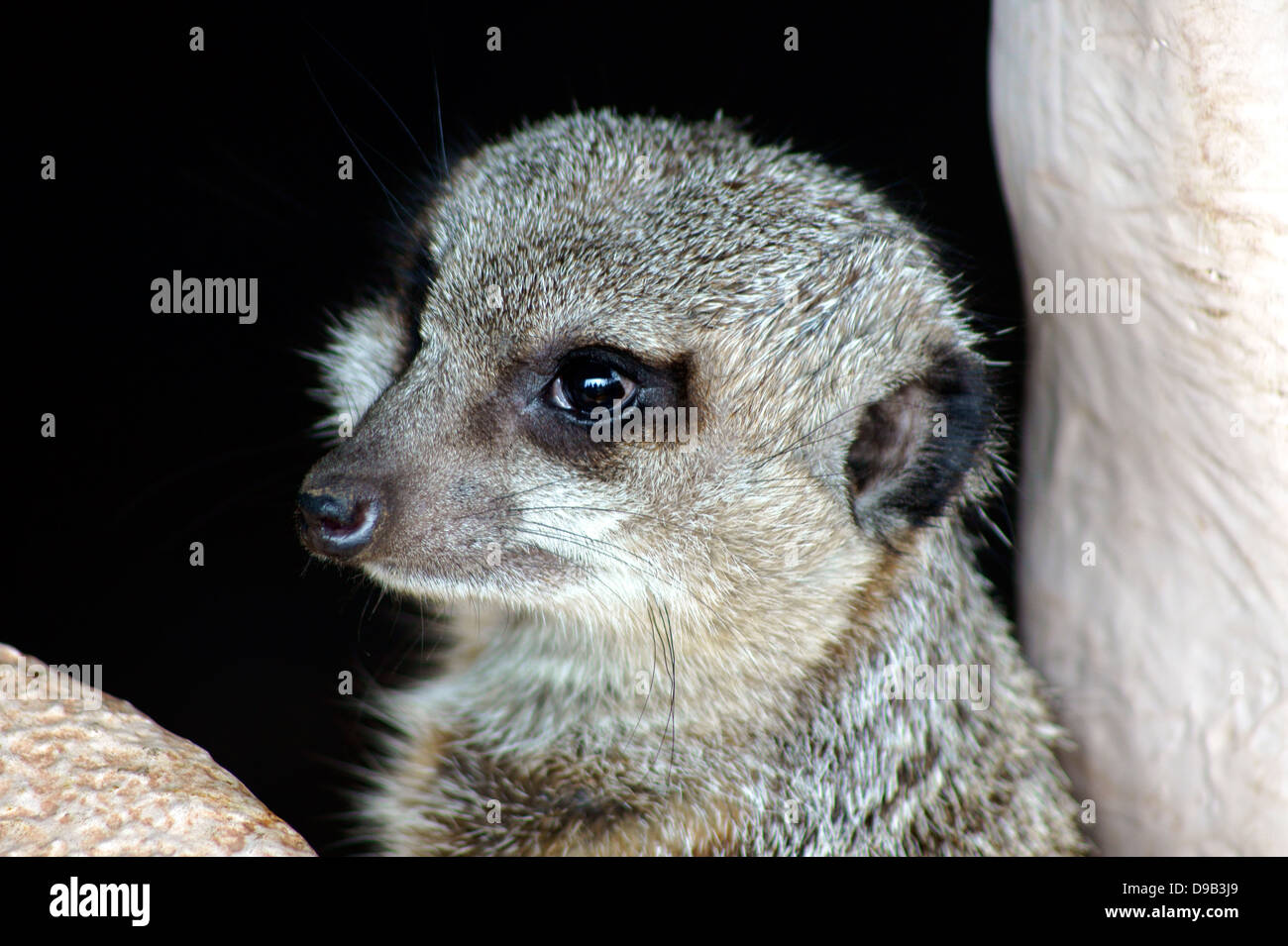 Sergei meerkat hi-res stock photography and images - Alamy