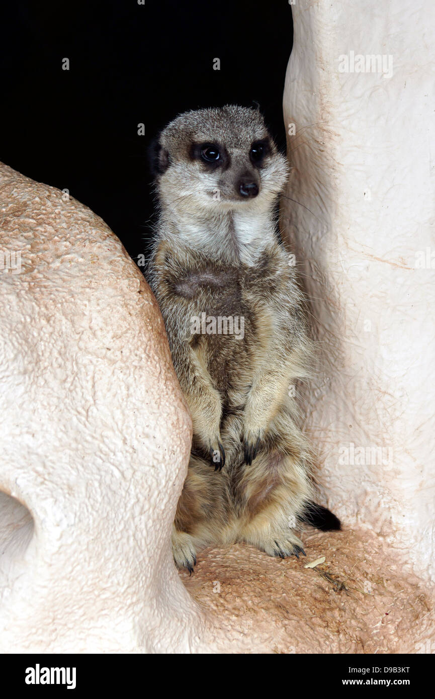 Sergei Meerkat High Resolution Stock Photography and Images - Alamy