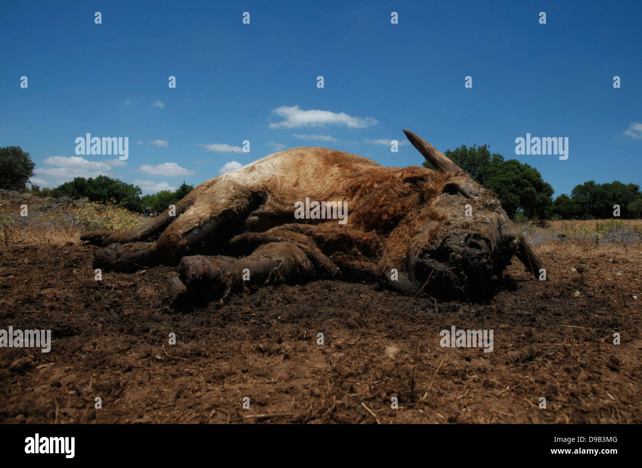 A corpse of a dead water buffalo in the Golan Heights northern Israel ...