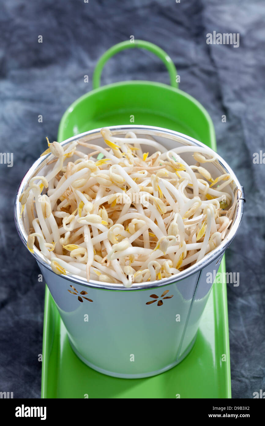Mung bean sprouts in container, close up Stock Photo - Alamy