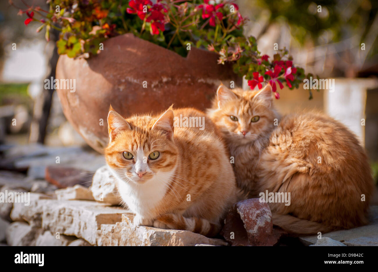 2 ginger coloured street cats sitting on a wall, in front of terracotta ...