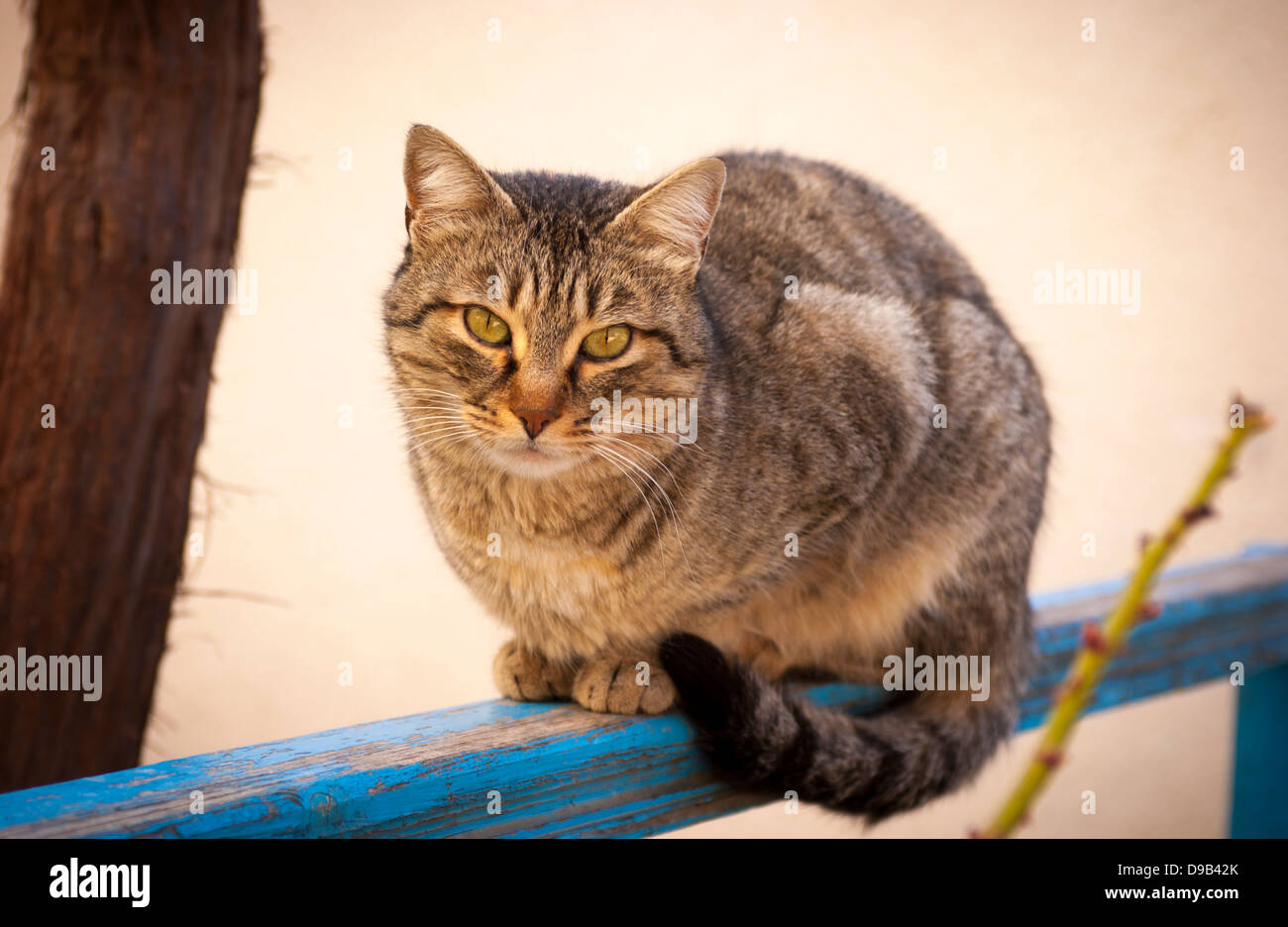 Street cat sitting on a fence, Cyprus Stock Photo - Alamy