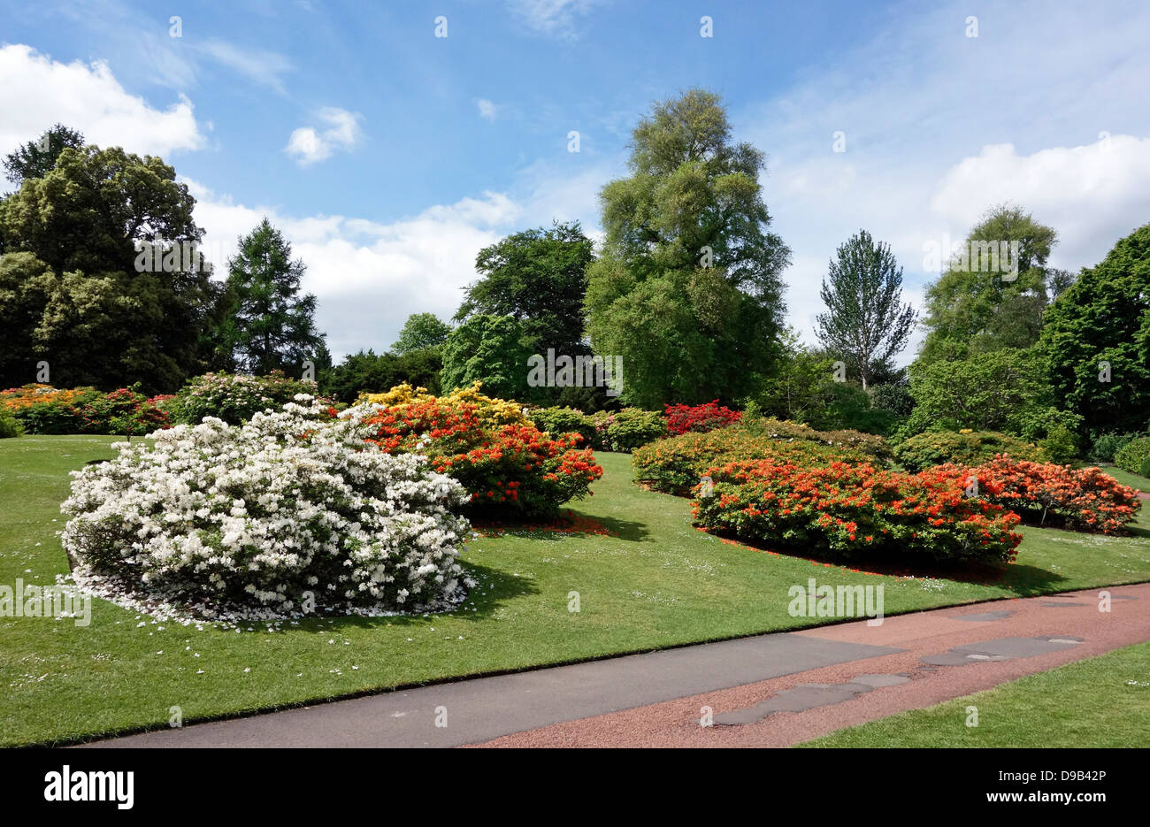 Royal Azalea High Resolution Stock Photography and Images - Alamy