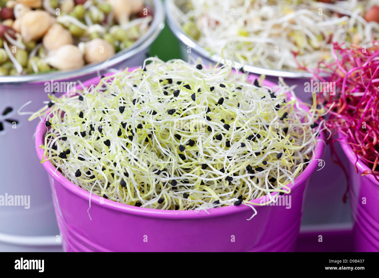 Mixed sprouts in container, close up Stock Photo - Alamy