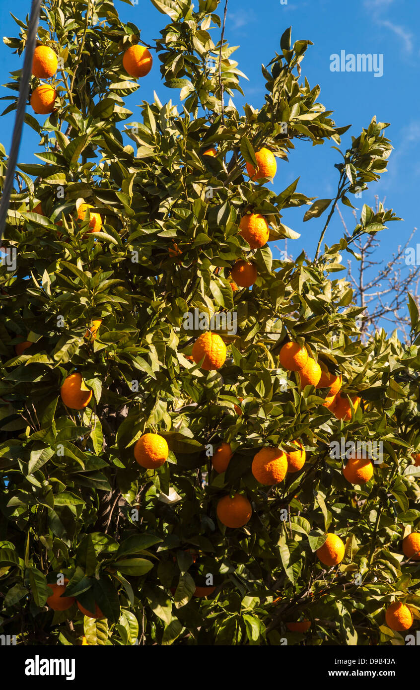 Oranges growing on the tree, outdoors in Cyprus Stock Photo - Alamy
