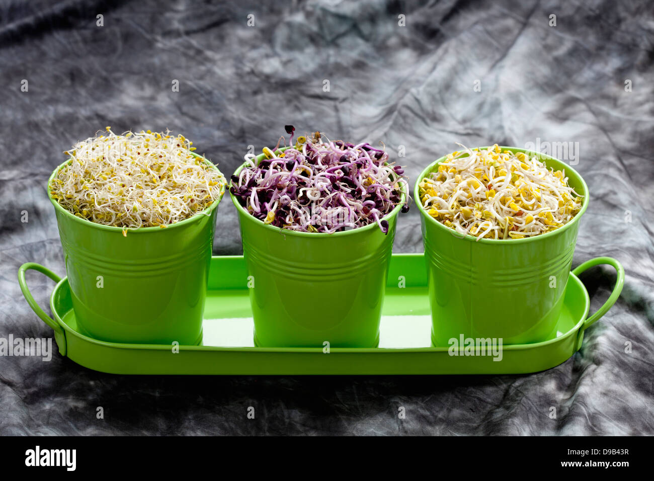 Various sprouts in container, close up Stock Photo - Alamy