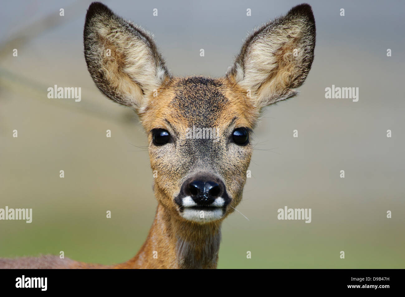 Capreolus capreolus, Reh, Rehwild, Roe Deer Stock Photo - Alamy