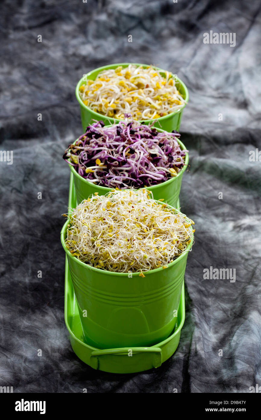 Various sprouts in container, close up Stock Photo - Alamy