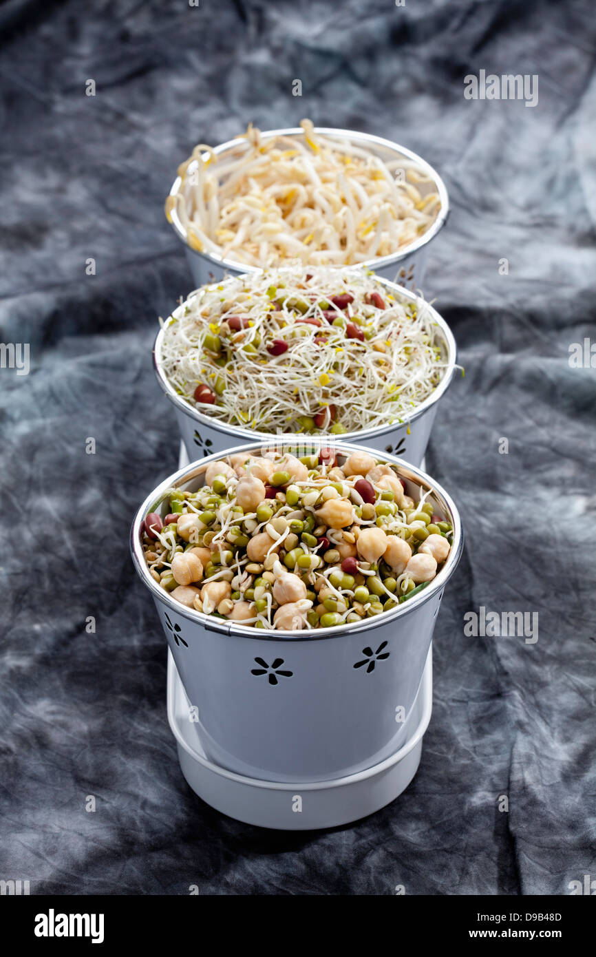 Mixed sprouts in container on tray, close up Stock Photo - Alamy