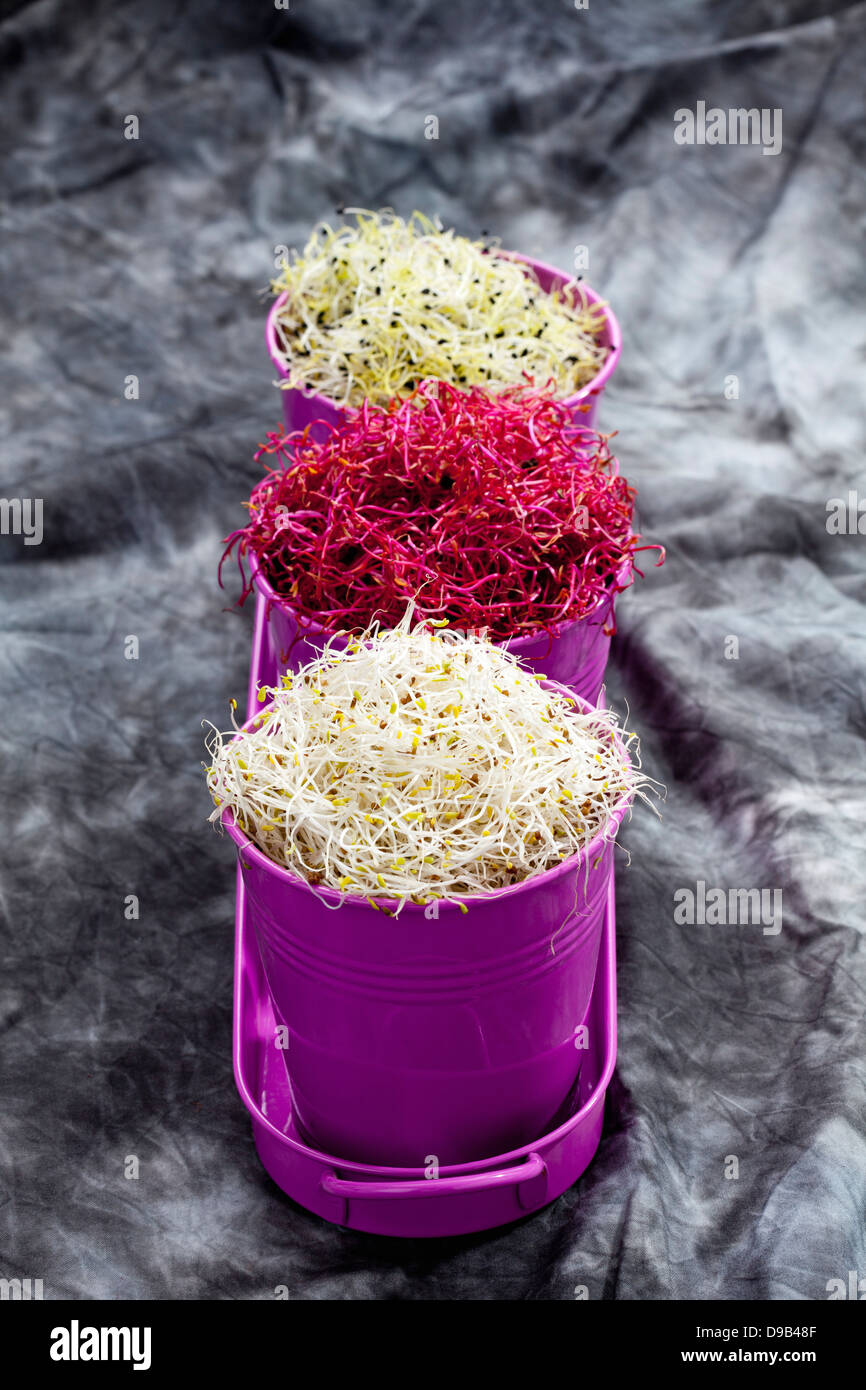 Mixed sprouts in container on tray, close up Stock Photo - Alamy