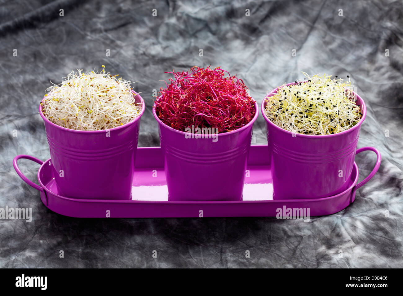 Mixed sprouts in container on tray, close up Stock Photo - Alamy