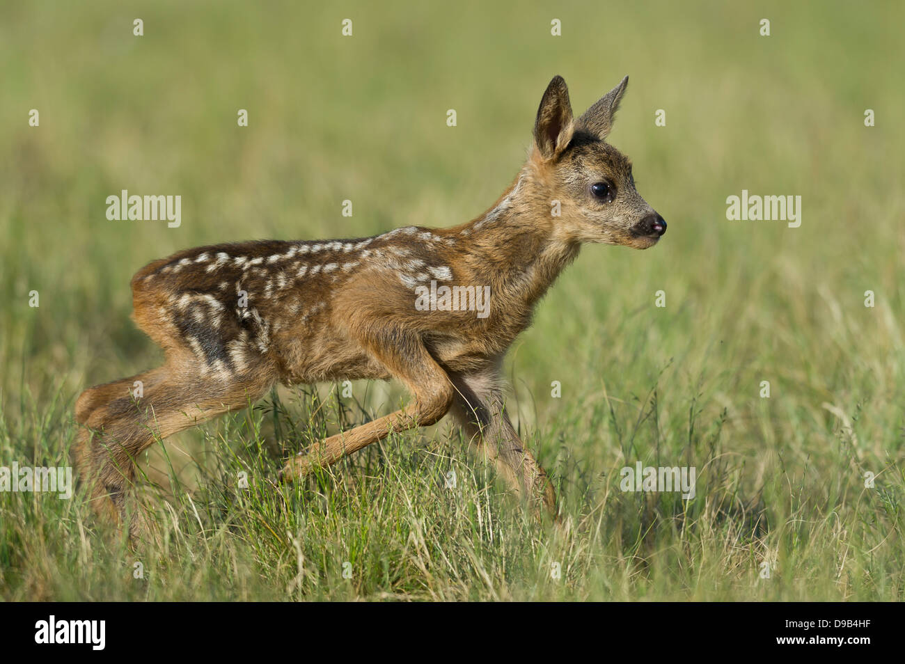 Kitz, Reh, Rehkitz Stock Photo - Alamy