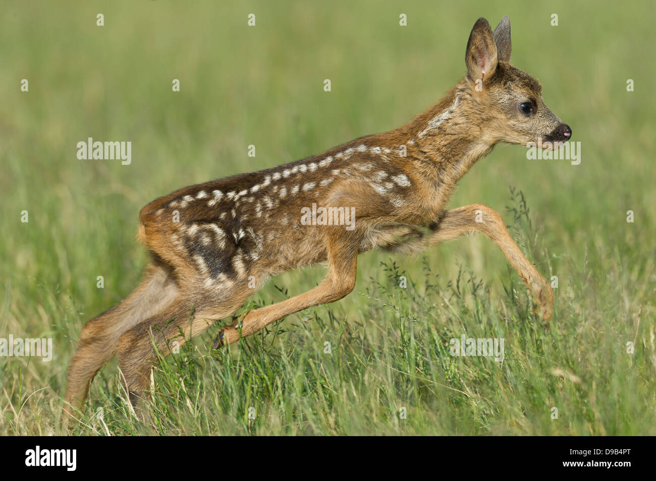 Rehkitz High Resolution Stock Photography and Images - Alamy