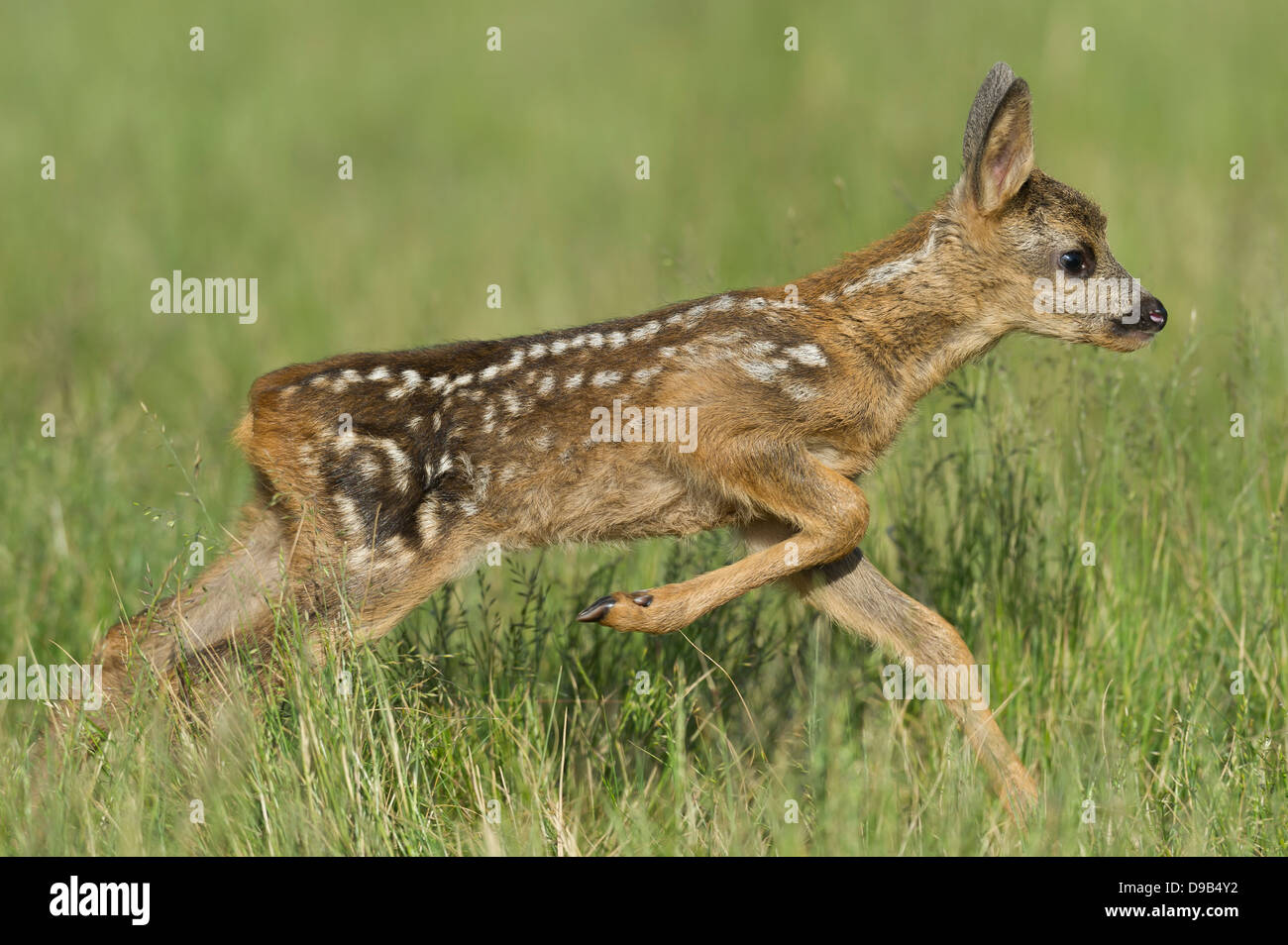 Kitz, Reh, Rehkitz Stock Photo - Alamy