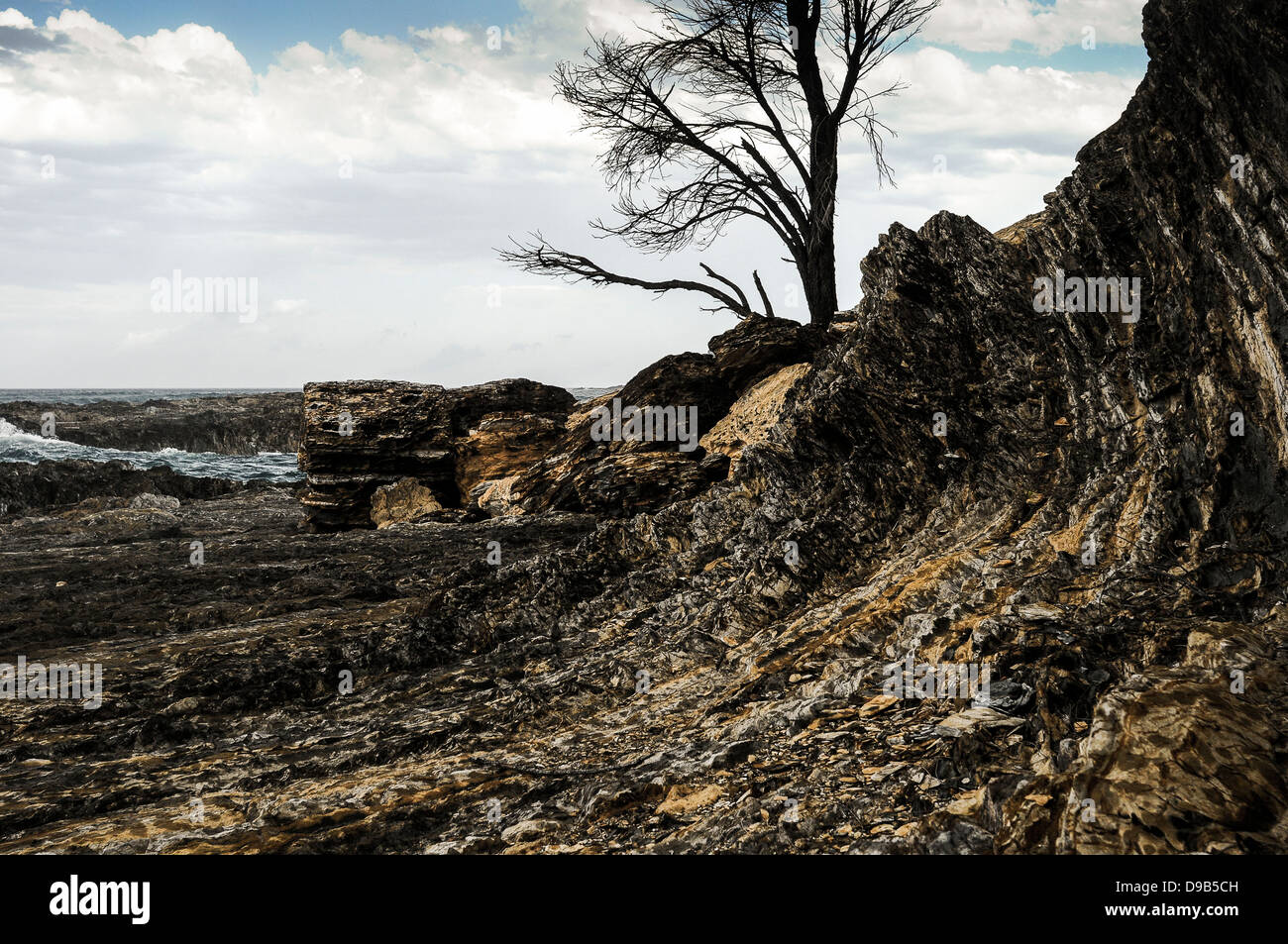 Tree Growing Out Of Rock High Resolution Stock Photography and Images ...
