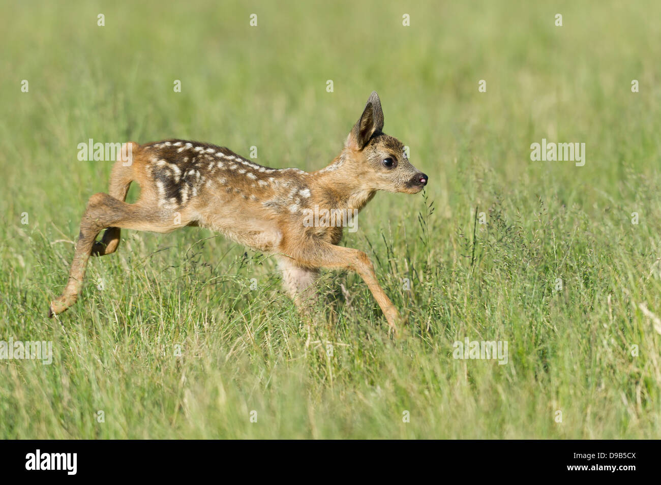 Kitz, Reh, Rehkitz Stock Photo - Alamy