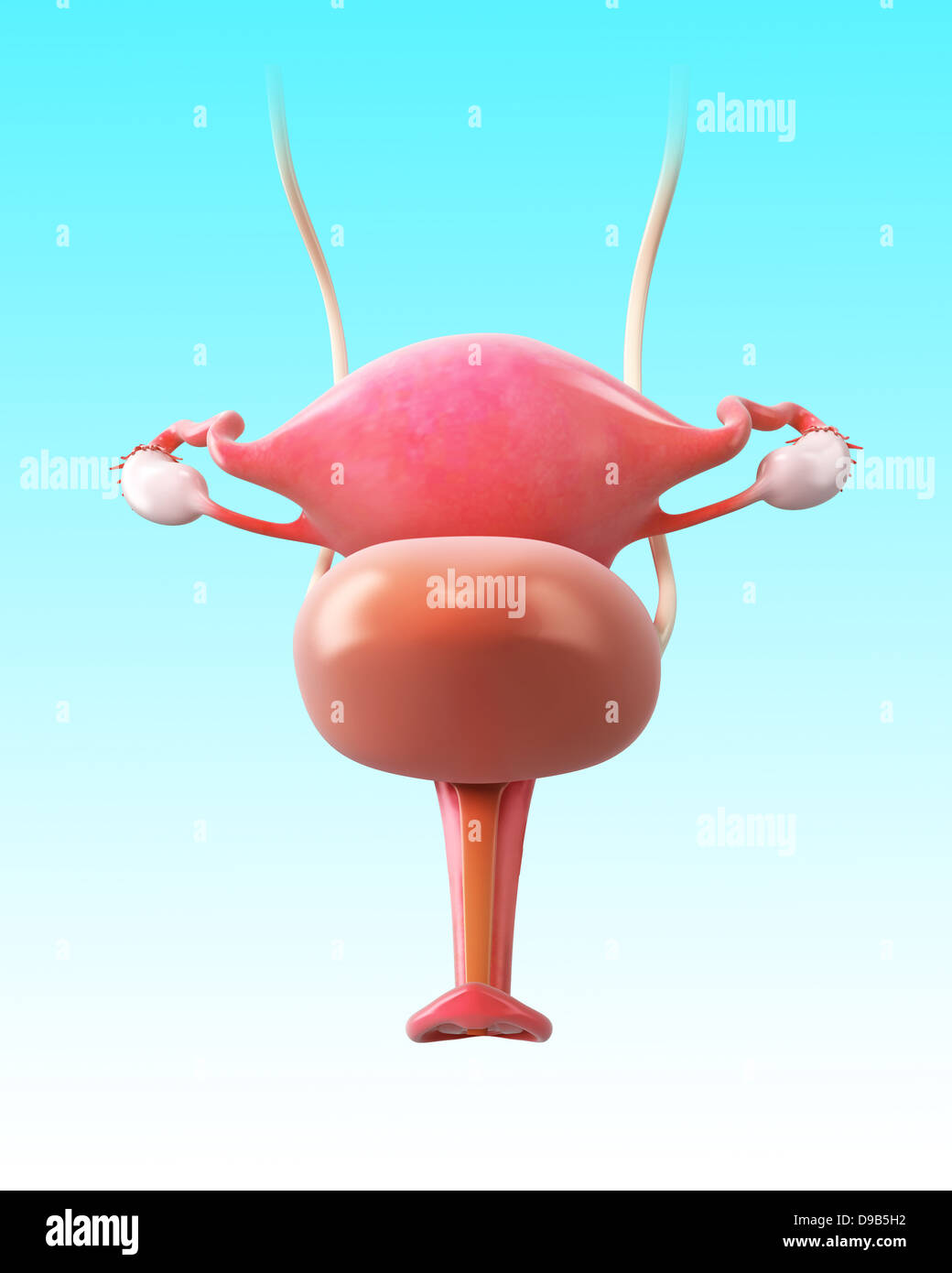 Anatomy of female urinary bladder Stock Photo - Alamy