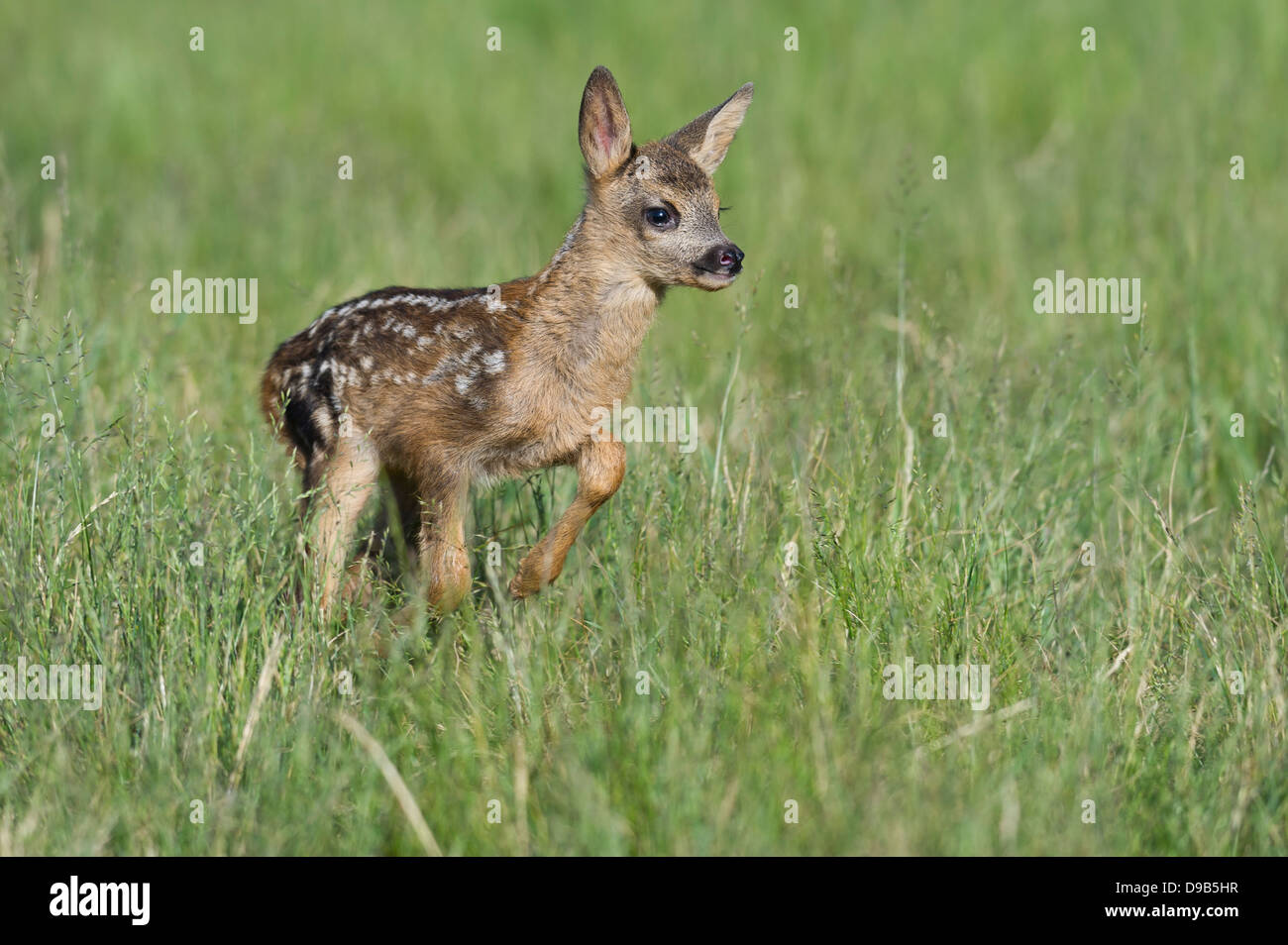 Kitz, Reh, Rehkitz Stock Photo - Alamy