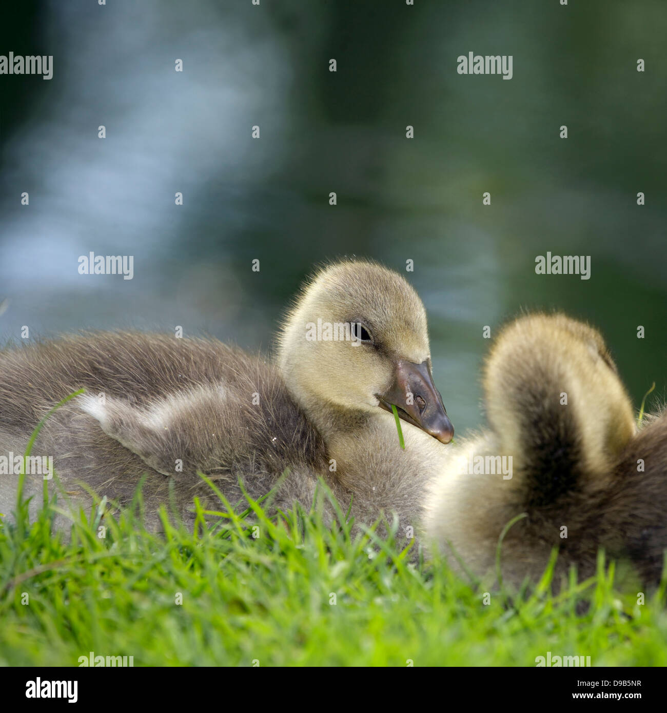 Goslings Greylag goose (Anser anser) gosling uk goslings young birds ...