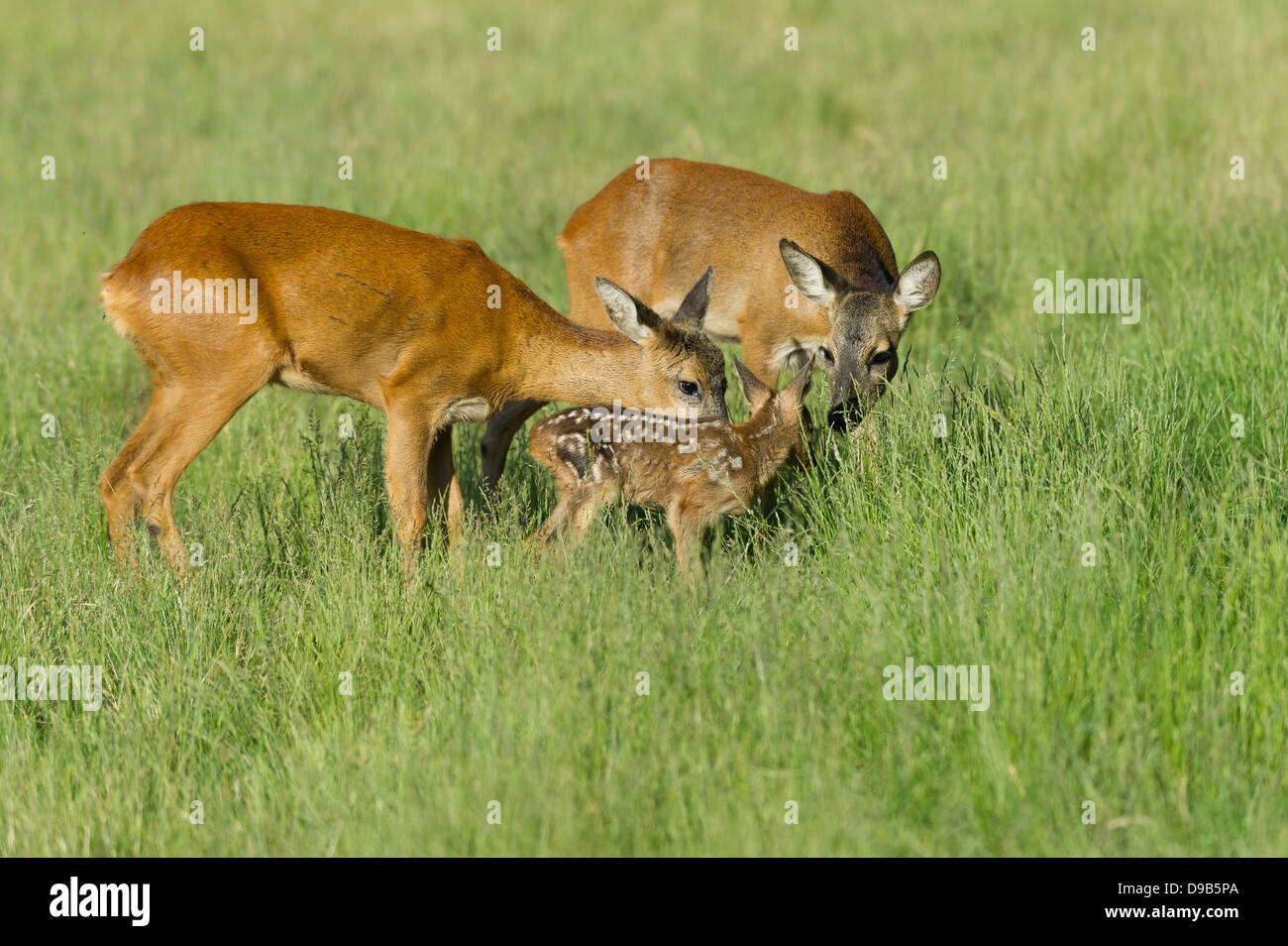 Kitz und Ricke, Reh, Rehkitz Stock Photo - Alamy