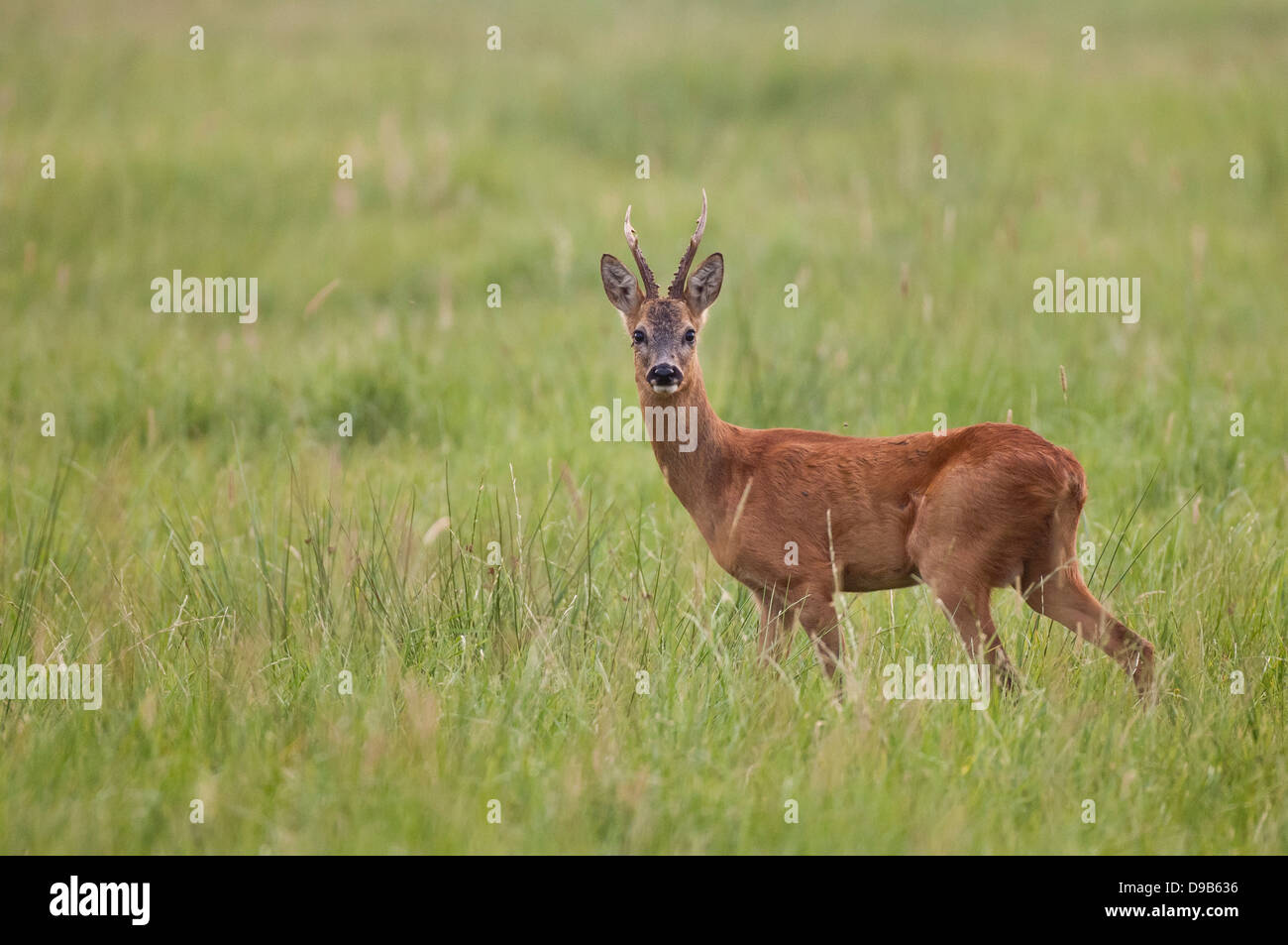 Capreolus capreolus, Reh, Rehwild, Roe Deer Stock Photo - Alamy