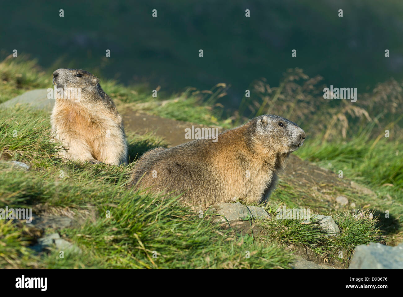 Murmeltier, Alpine Marmot, Marmota marmota Stock Photo - Alamy
