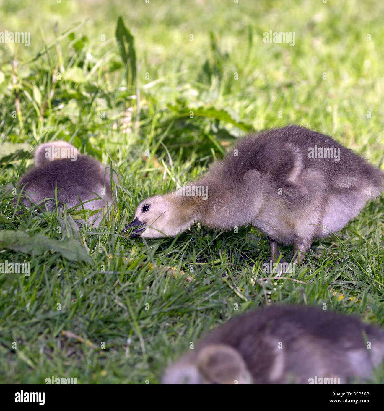 Gosling Greylag goose (Anser anser) gosling goslings young birds chick ...