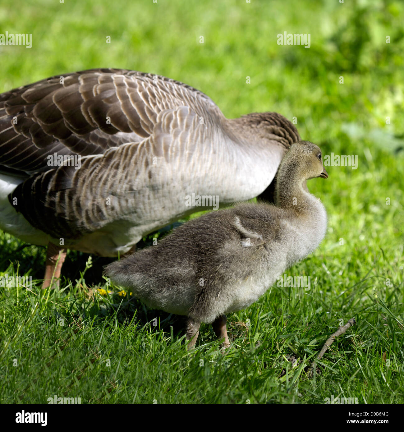 Gosling Greylag goose (Anser anser) gosling goslings young birds chick ...