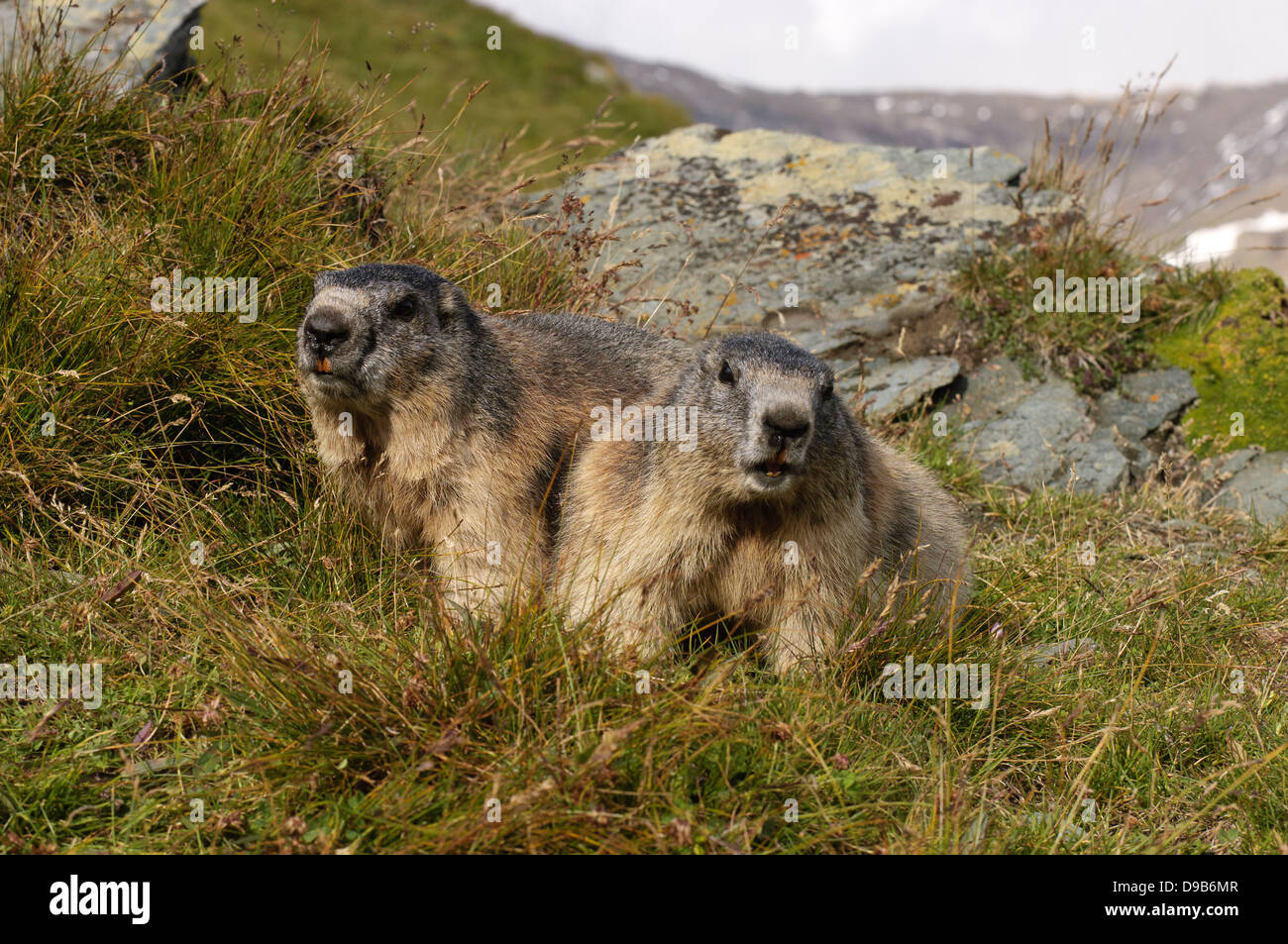Murmeltier, Alpine Marmot, Marmota marmota Stock Photo - Alamy