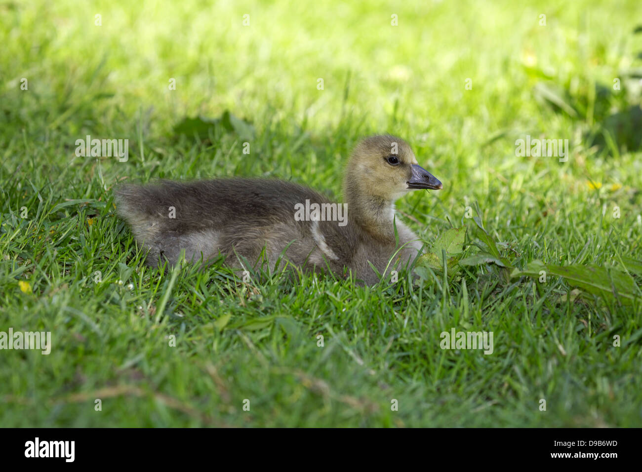 Gosling Greylag goose (Anser anser) gosling goslings young birds chick ...