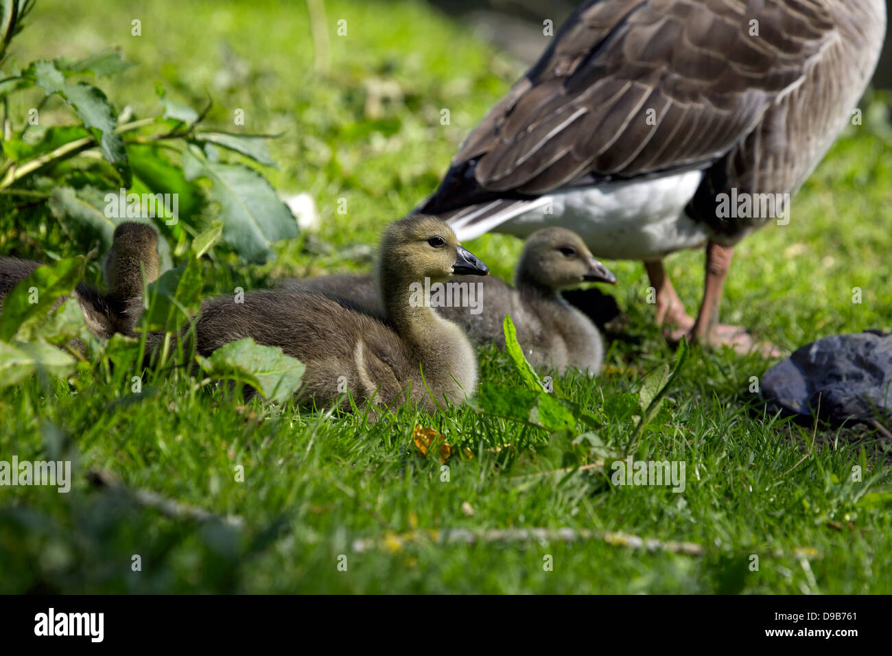 Gosling Greylag goose (Anser anser) gosling goslings young birds chick ...