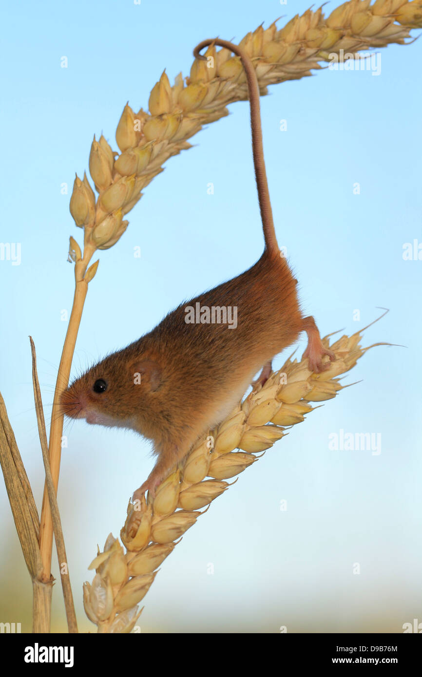 Dormouse hi-res stock photography and images - Alamy