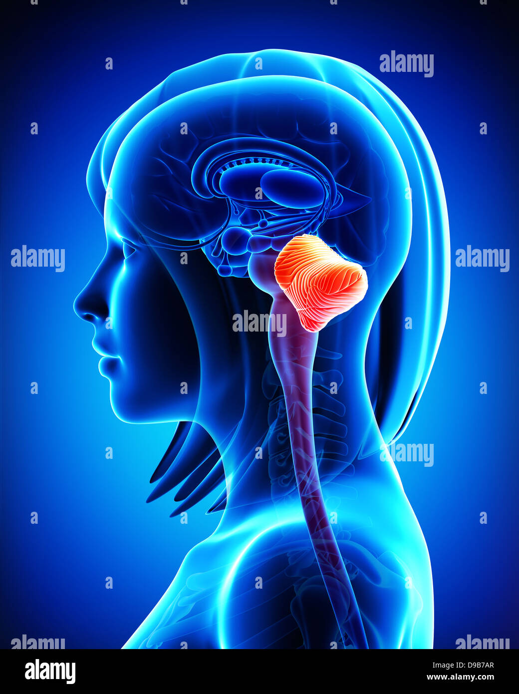Female Brain cerebellum anatomy cross section Stock Photo - Alamy