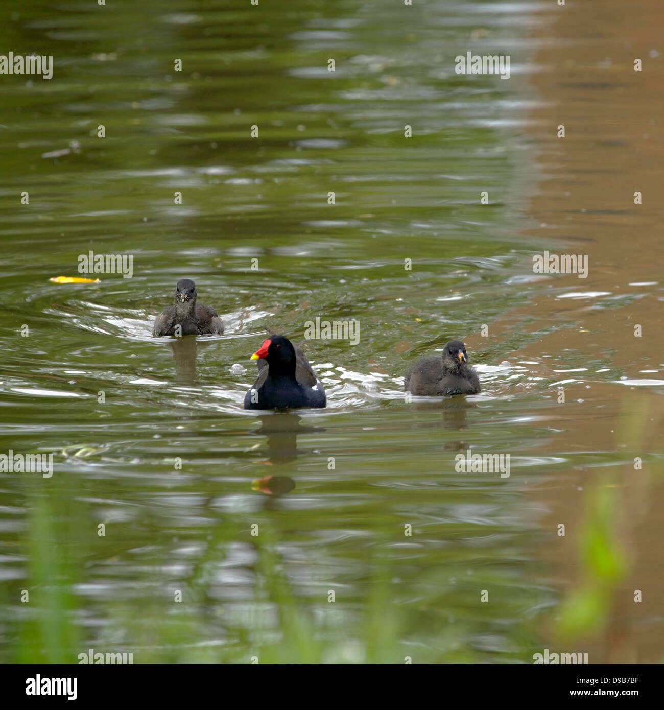 Birds with chicks hi-res stock photography and images - Alamy
