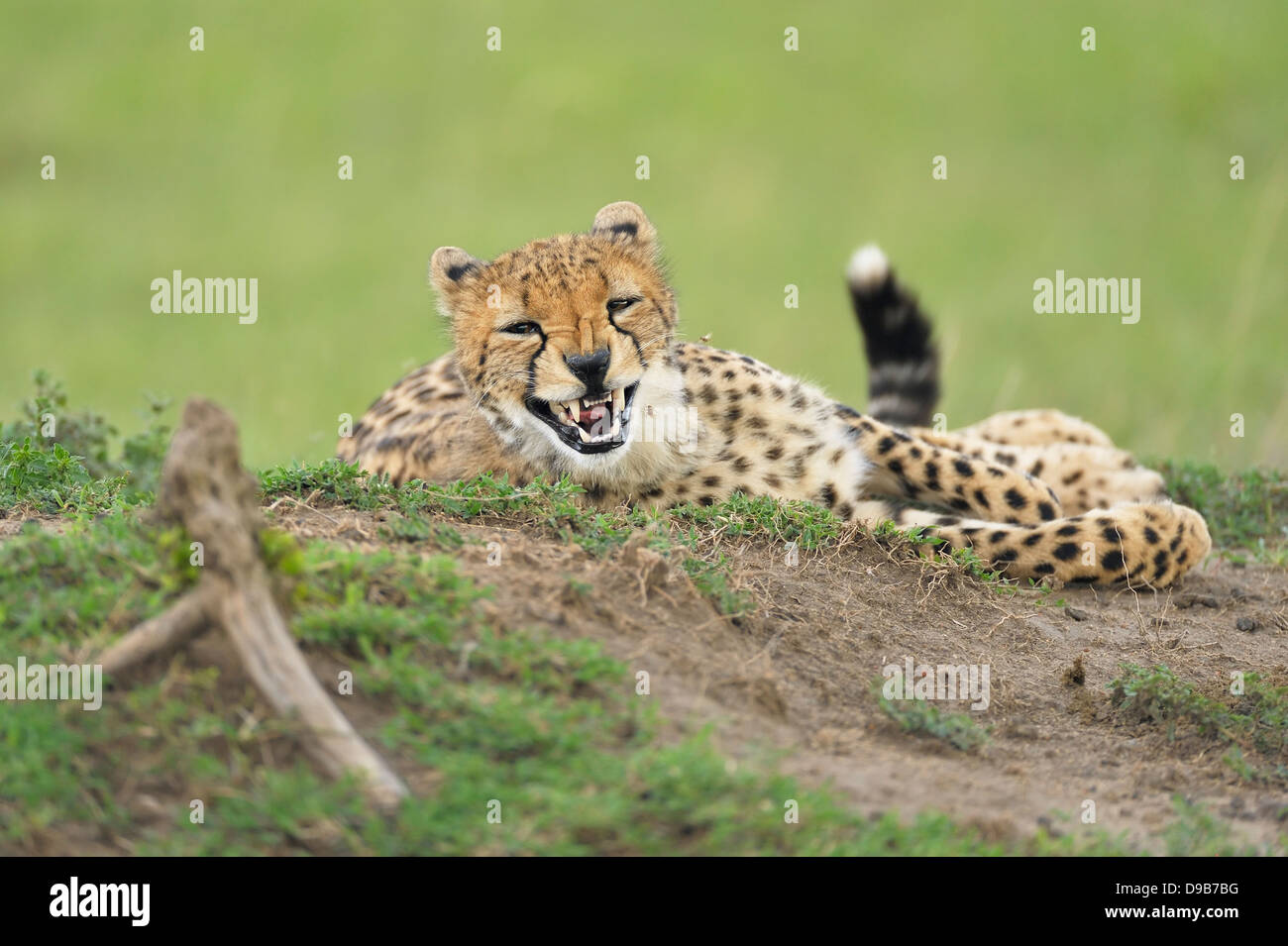 Laughing Cheetah Meme