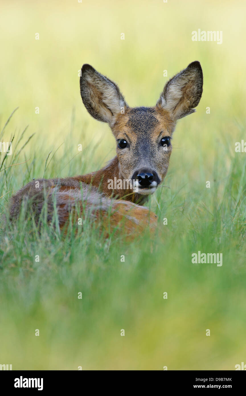 Capreolus capreolus, Reh, Rehwild, Roe Deer Stock Photo - Alamy