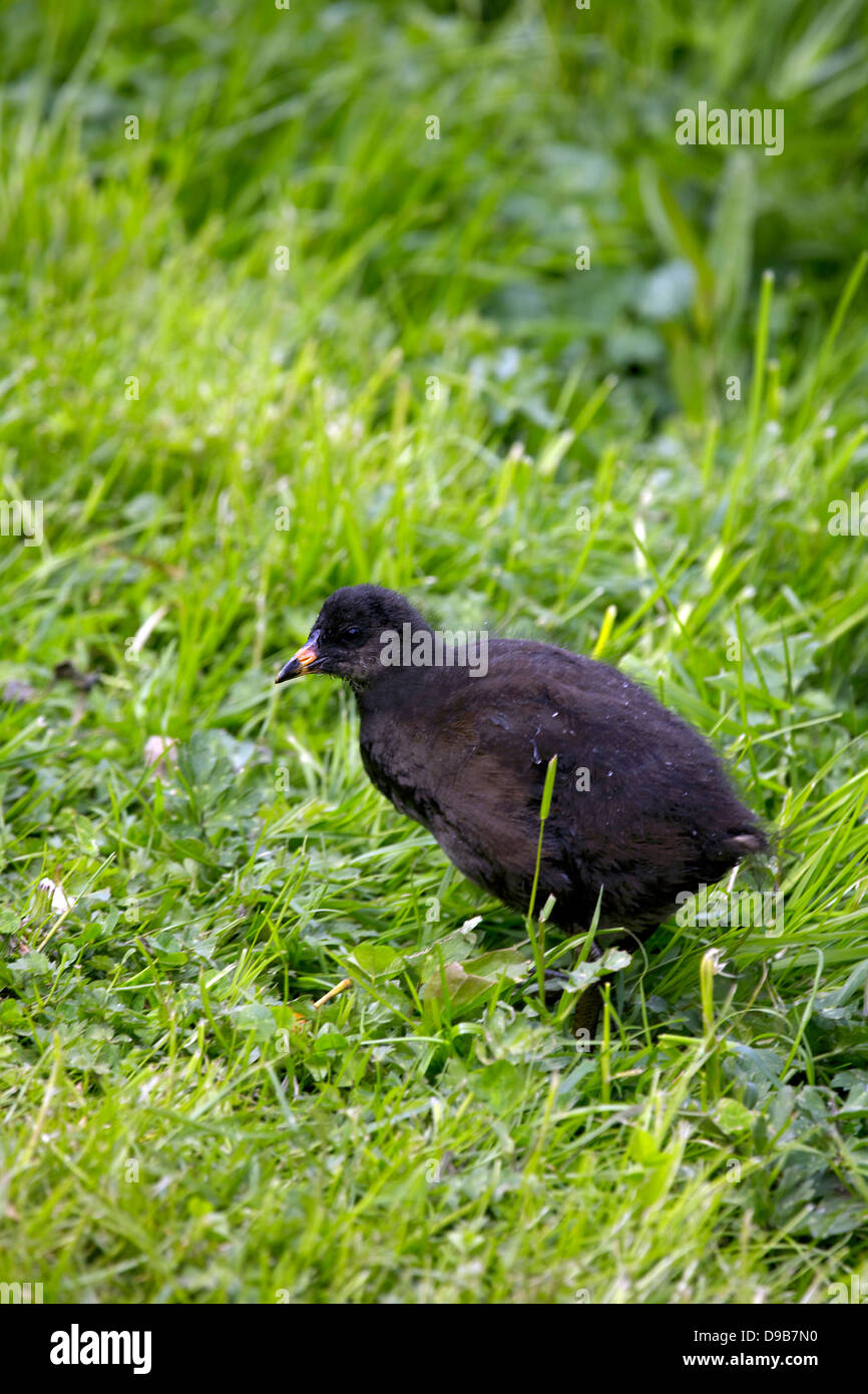 Moorhen chick (Gallinula chloropus) on grass fledgling young birds ...
