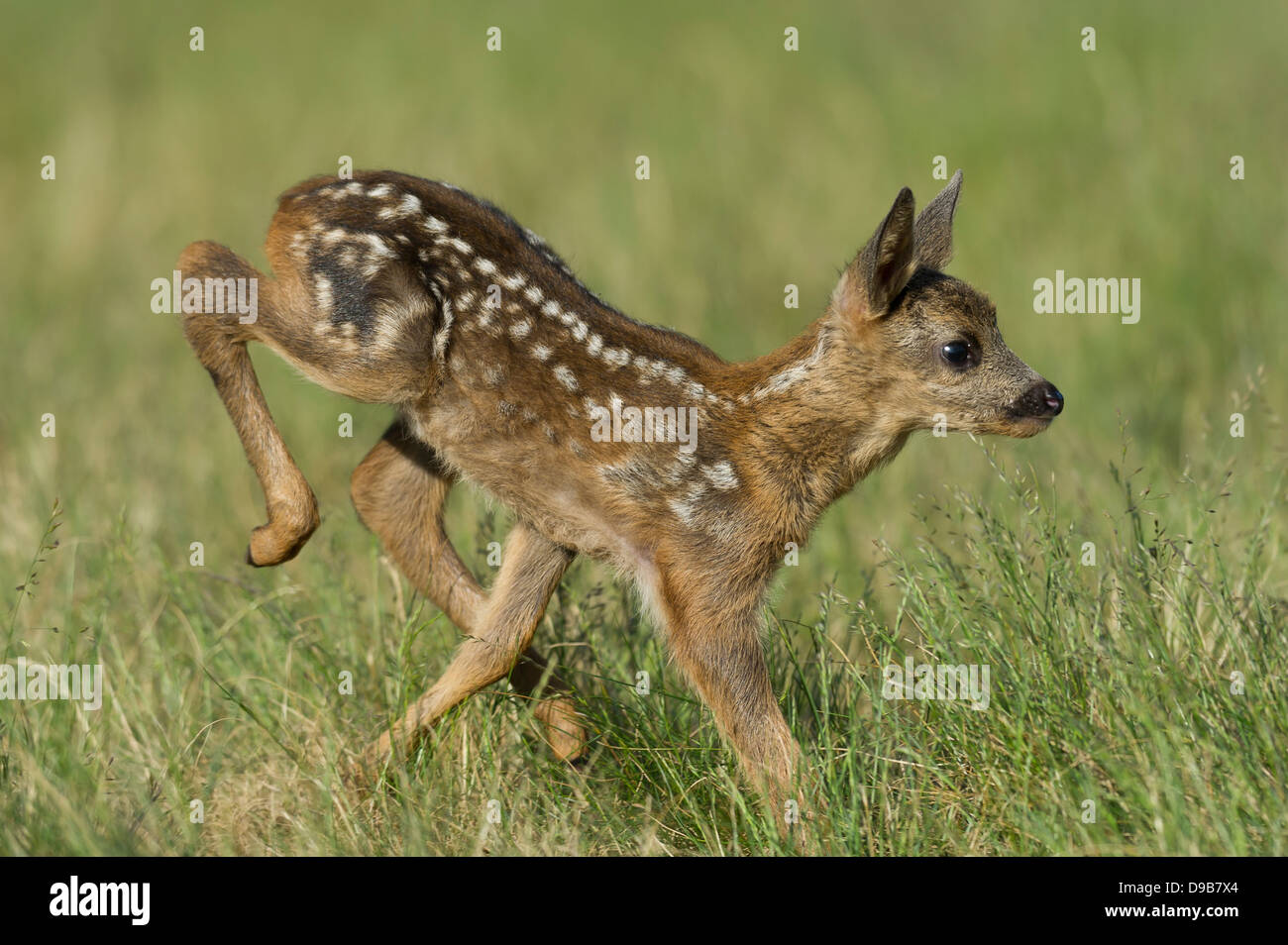 Kitz, Reh, Rehkitz Stock Photo - Alamy