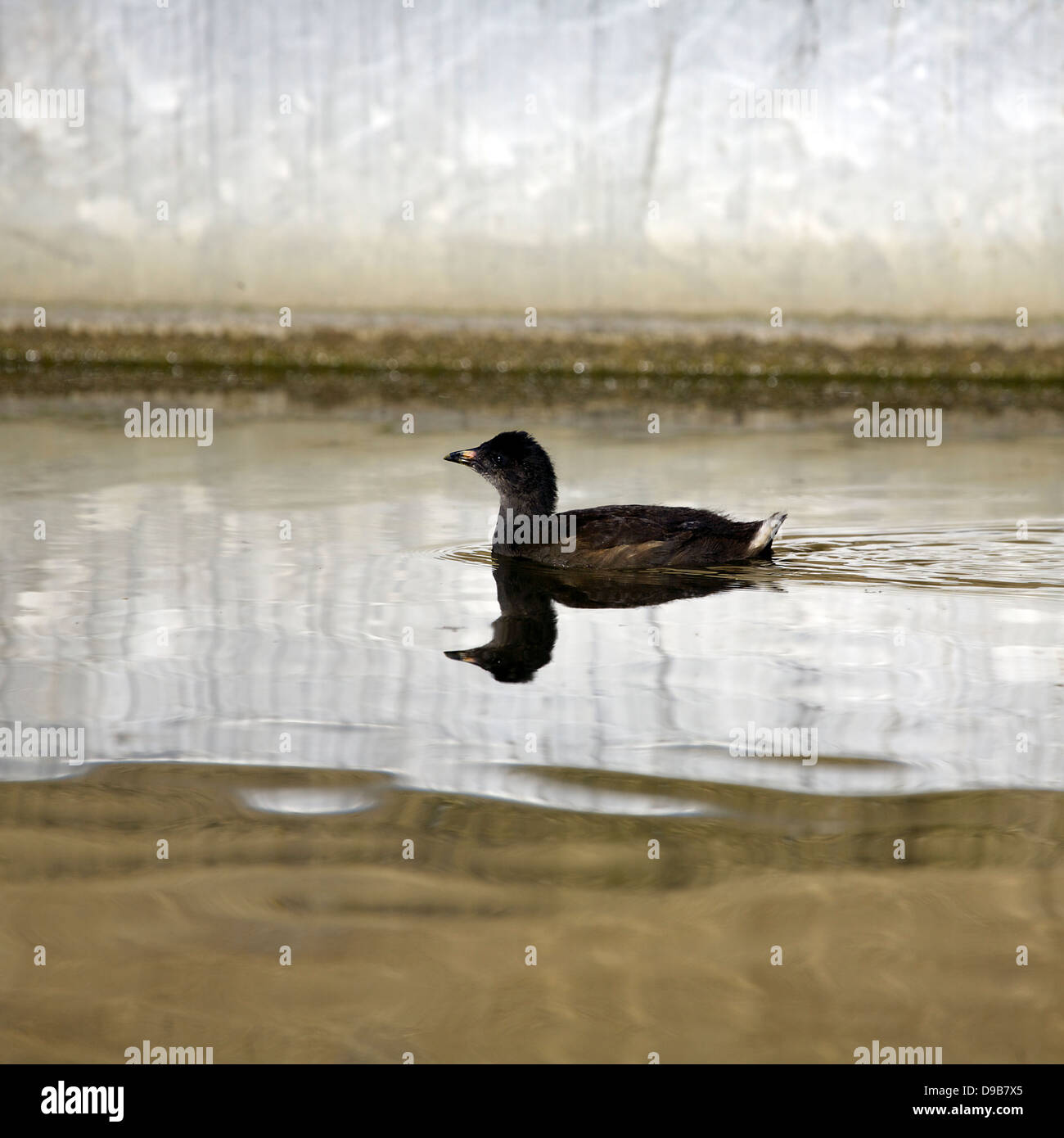 Moorhen chick (Gallinula chloropus) Oxford Canal imature fledgling ...