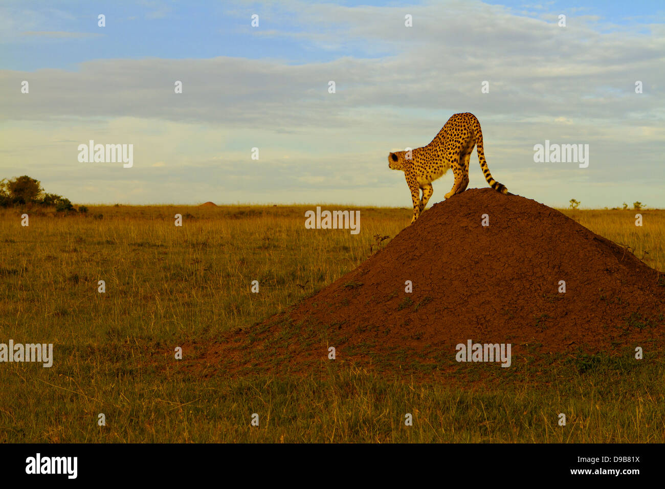 Cheetah sunset hi-res stock photography and images - Alamy
