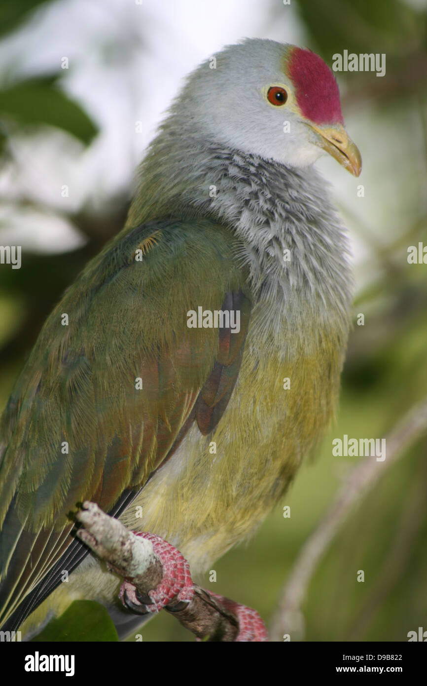 Henderson fruit dove, endemic bird of Henderson Island, South Pacific ...