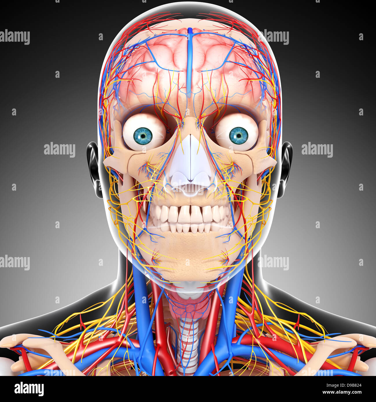 circulatory system of human head anatomy Stock Photo - Alamy