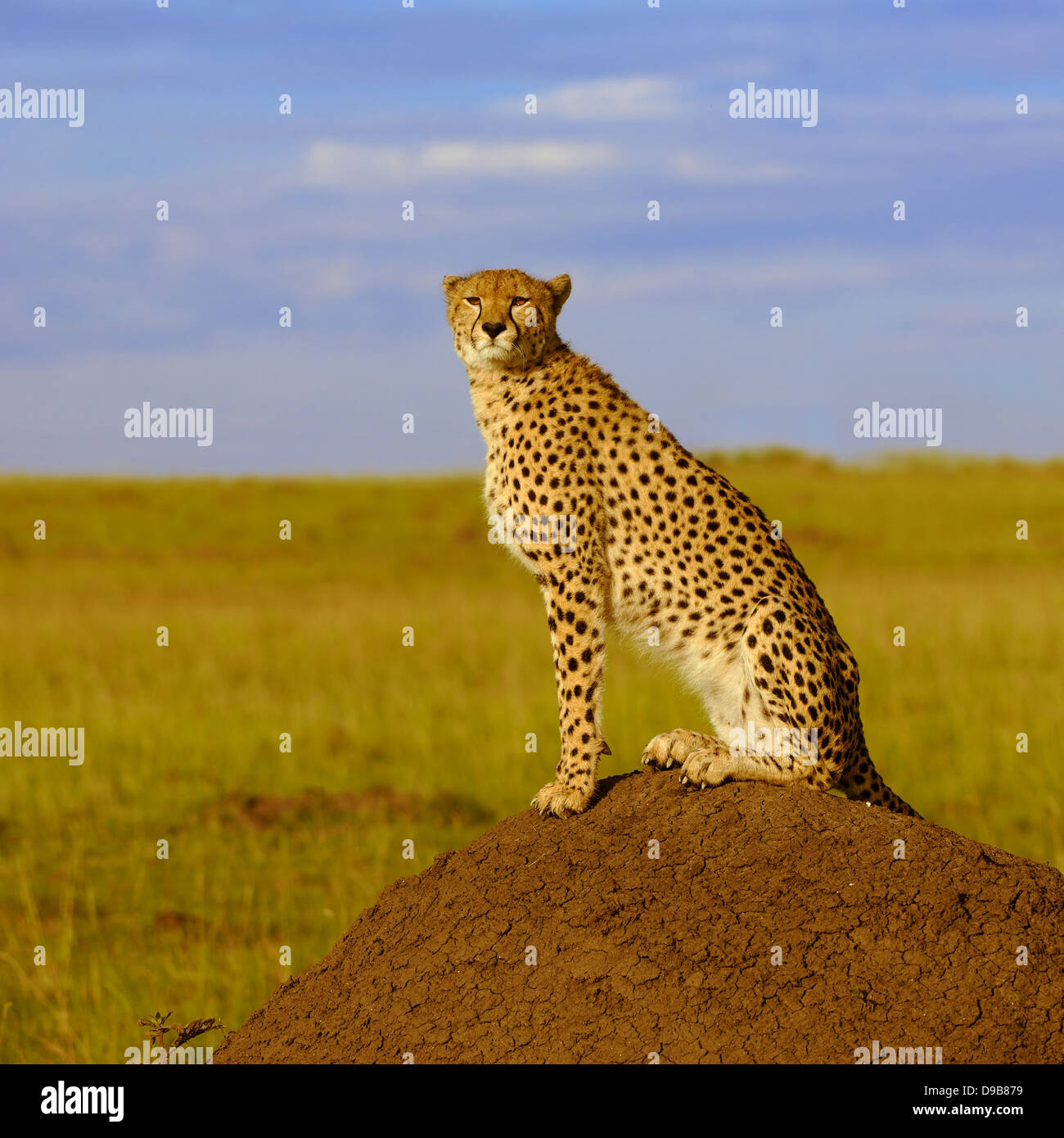 Cheetah at sunset on a termite hill, Masai Mara, Kenya Stock Photo - Alamy
