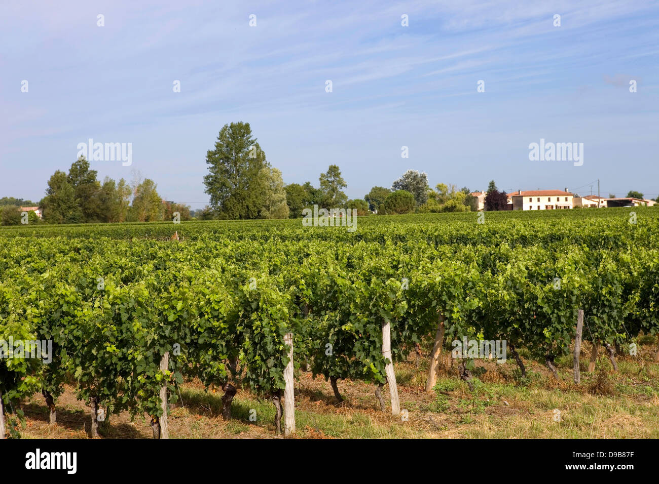 Vineyard at the rural fields of Bordeaux, France Stock Photo - Alamy